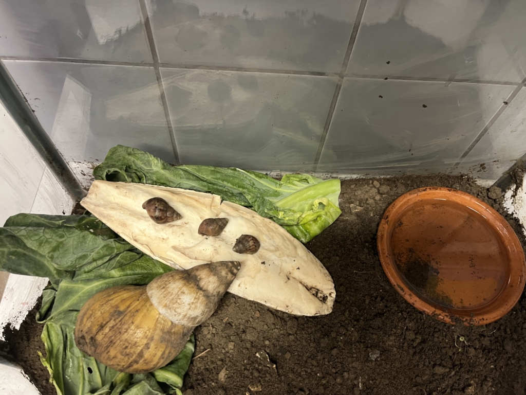 African Land Snails - An Update from the Tank! • Halling Primary School